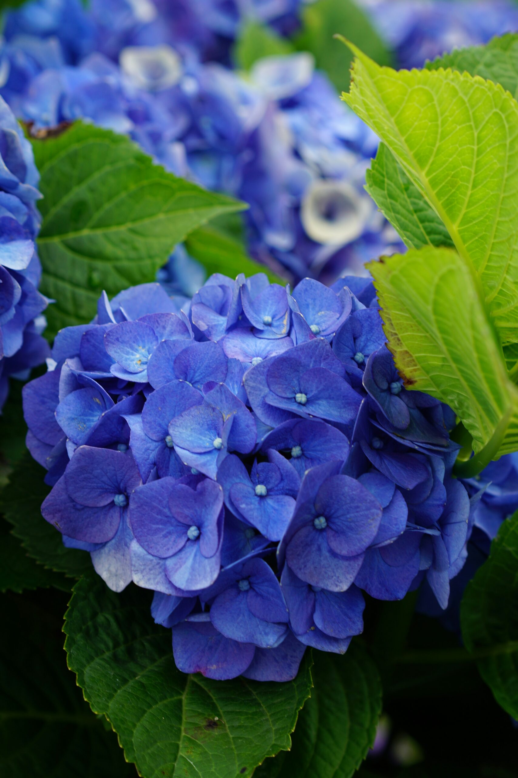 ブログ | カラダの調整所｜神戸市三宮・元町のオステオパシー整体サロン